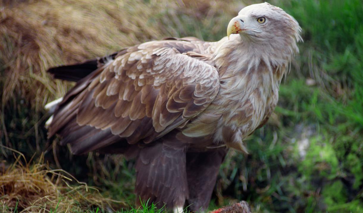 White Tailed Sea Eagle - Lochmaddy - Birds - Coastal Birds in Isle of ...