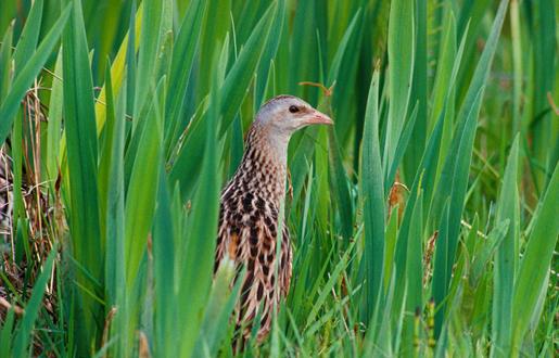 Corncrake - Outer Hebrides
