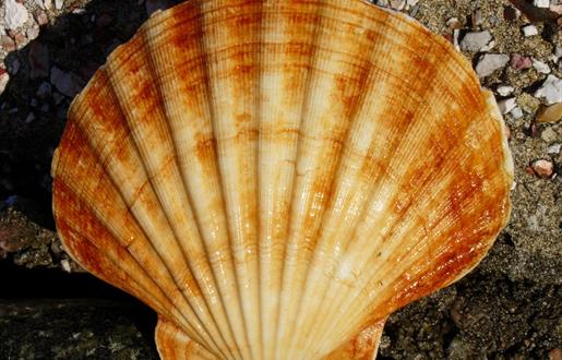 Food Shops - Outer Hebrides
